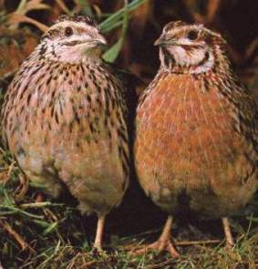 EXPLOTACIÓN DE LA CODORNIZ: ANATOMIA Y FISIOLOGIA DE LA CODORNIZ